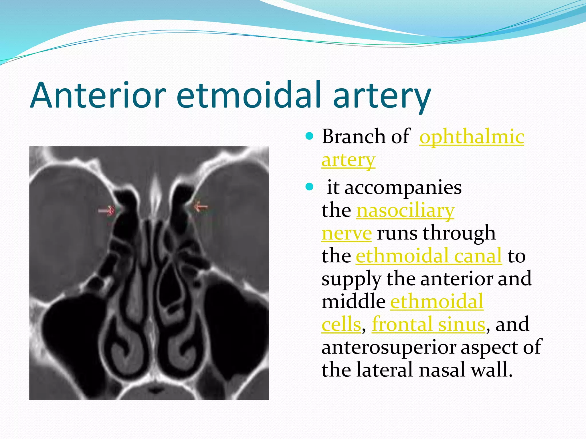 Endoscopic anatomy of nose ,paranasal sinus and anterior skull base | PPTX