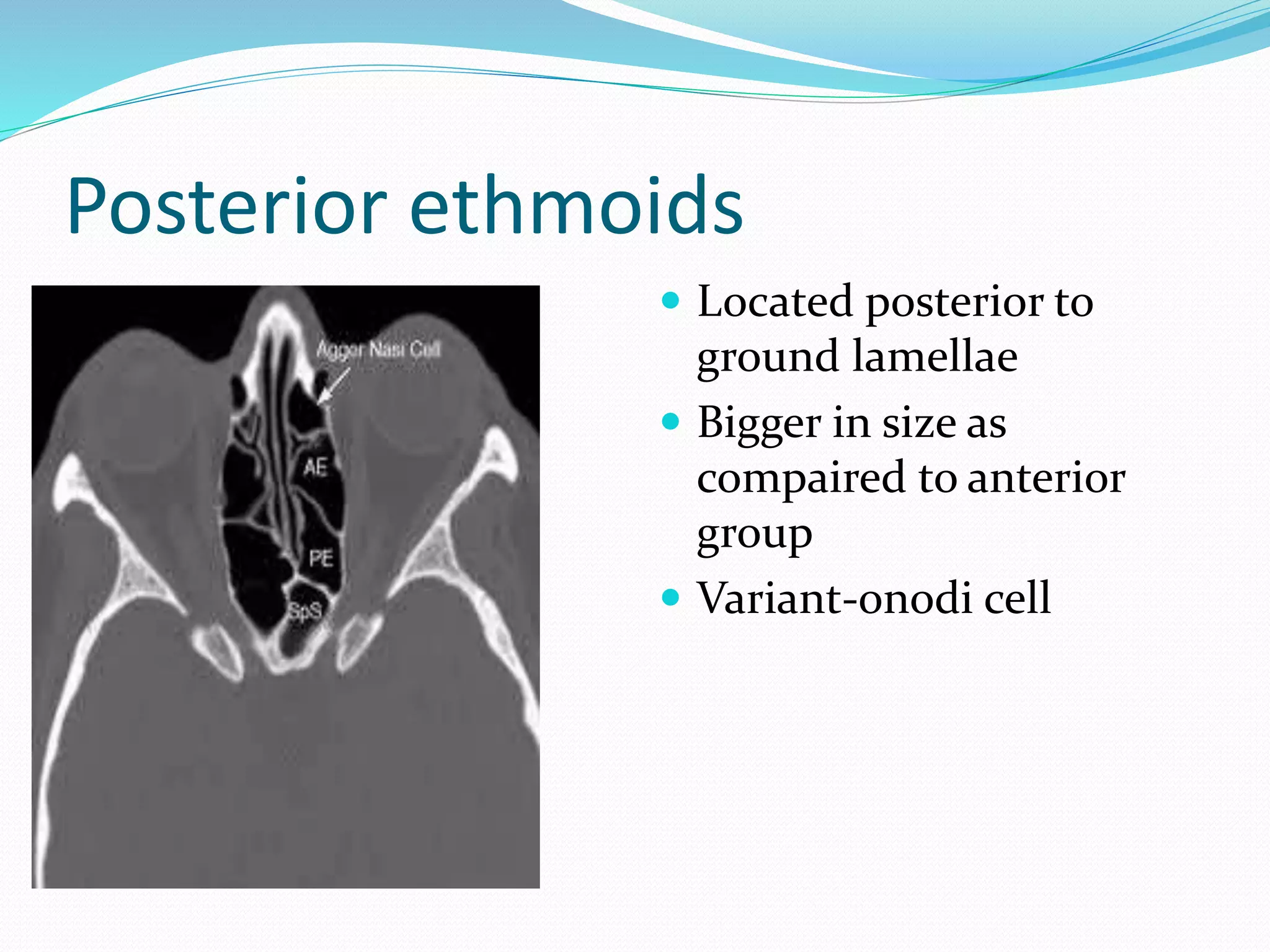 Endoscopic anatomy of nose ,paranasal sinus and anterior skull base | PPTX