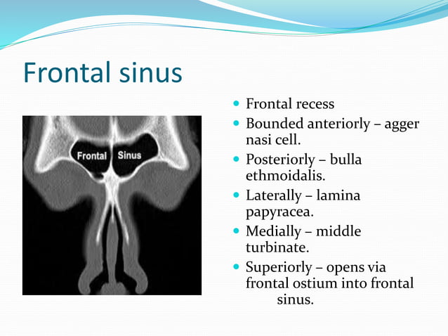 Endoscopic anatomy of nose ,paranasal sinus and anterior skull base ...