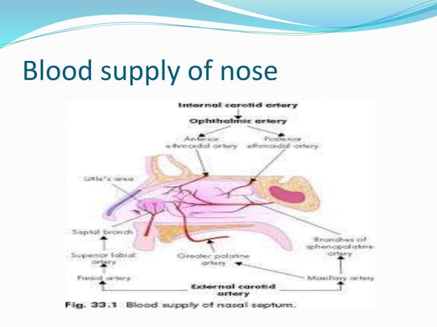 Endoscopic Anatomy Of Nose Paranasal Sinus And Anterior