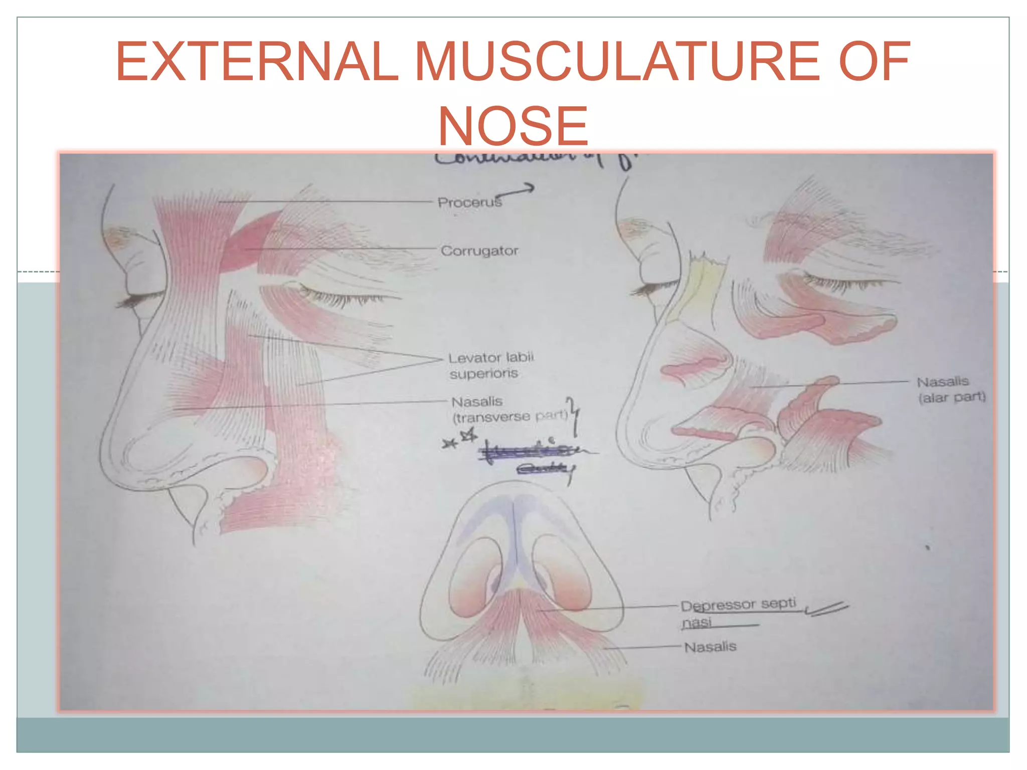 Endoscopic anatomy of nose and PNS | PPTX