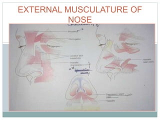 Endoscopic anatomy of nose and PNS | PPTX