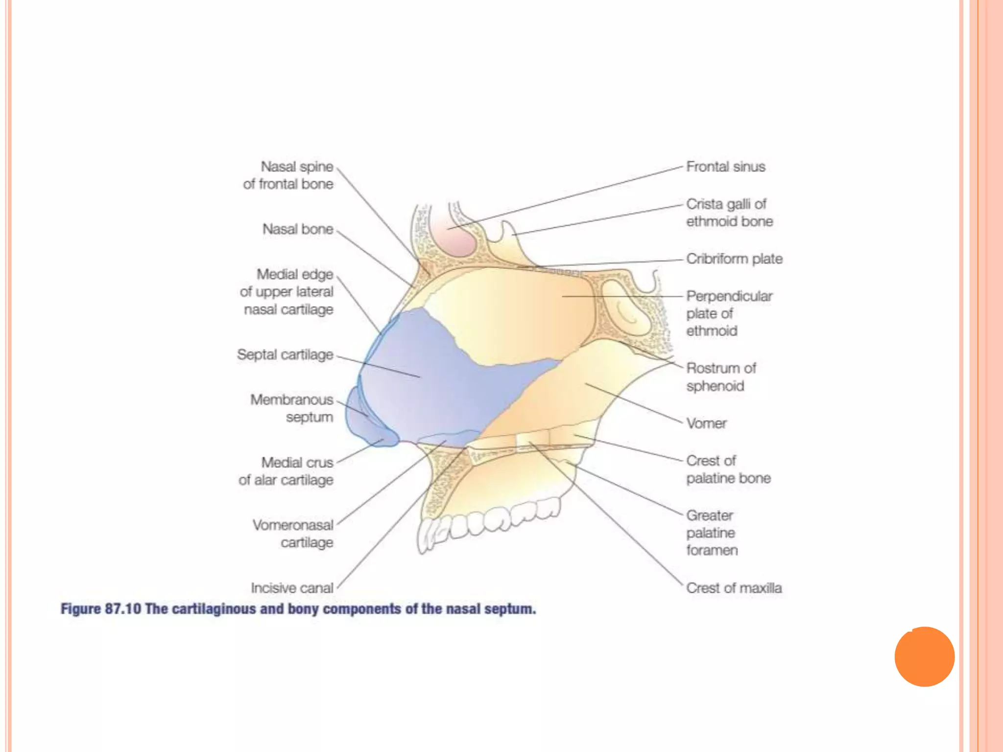 Endoscopic anatomy of Nose, PNS and anterior skull base | PPTX
