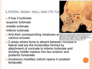 Endoscopic anatomy of Nose, PNS and anterior skull base | PPTX