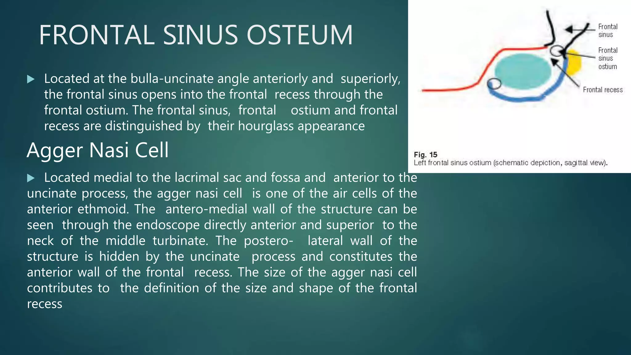 Endoscopic anatomy of paranasal sinuses | PPTX