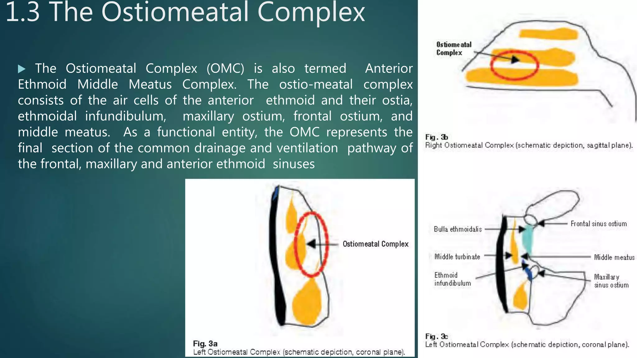 Endoscopic anatomy of paranasal sinuses | PPTX