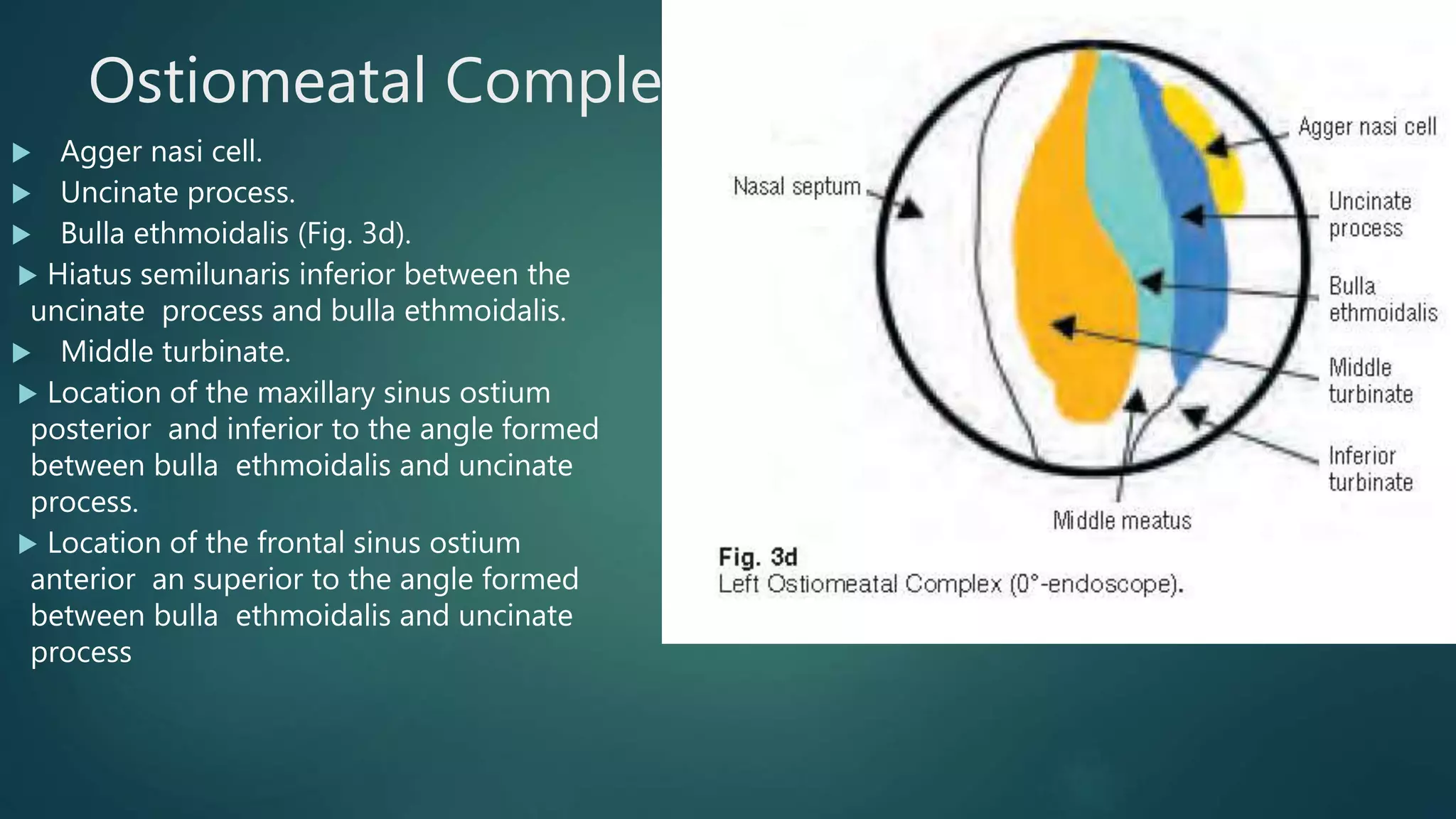 Endoscopic anatomy of paranasal sinuses | PPTX
