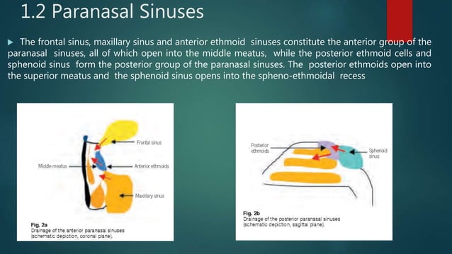 Endoscopic anatomy of paranasal sinuses | PPTX