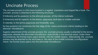 Endoscopic anatomy of paranasal sinuses | PPTX