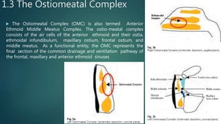 Endoscopic anatomy of paranasal sinuses | PPT