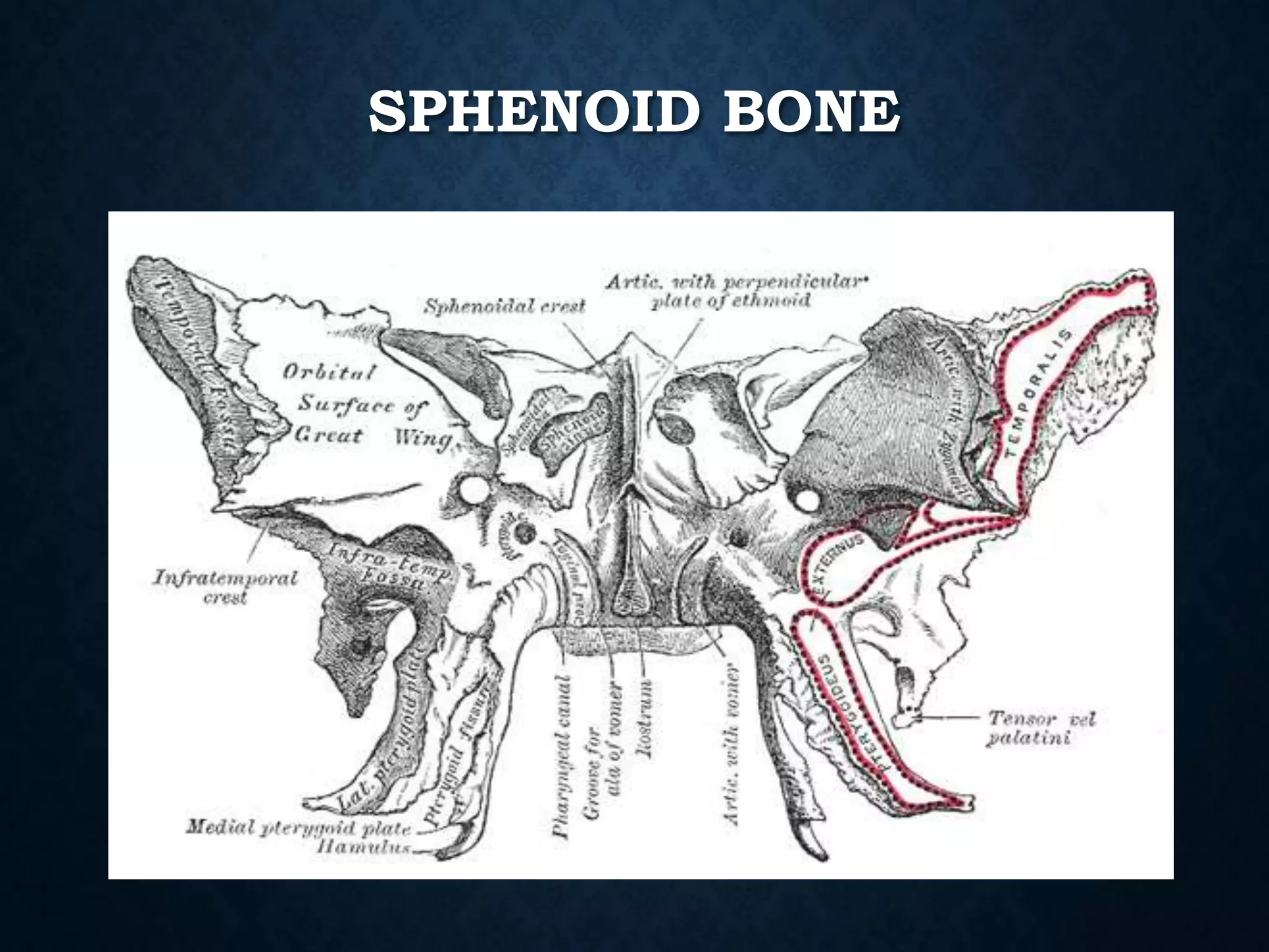 Endoscopic anatomy of lateral wall of sphenoid sinus | PPT