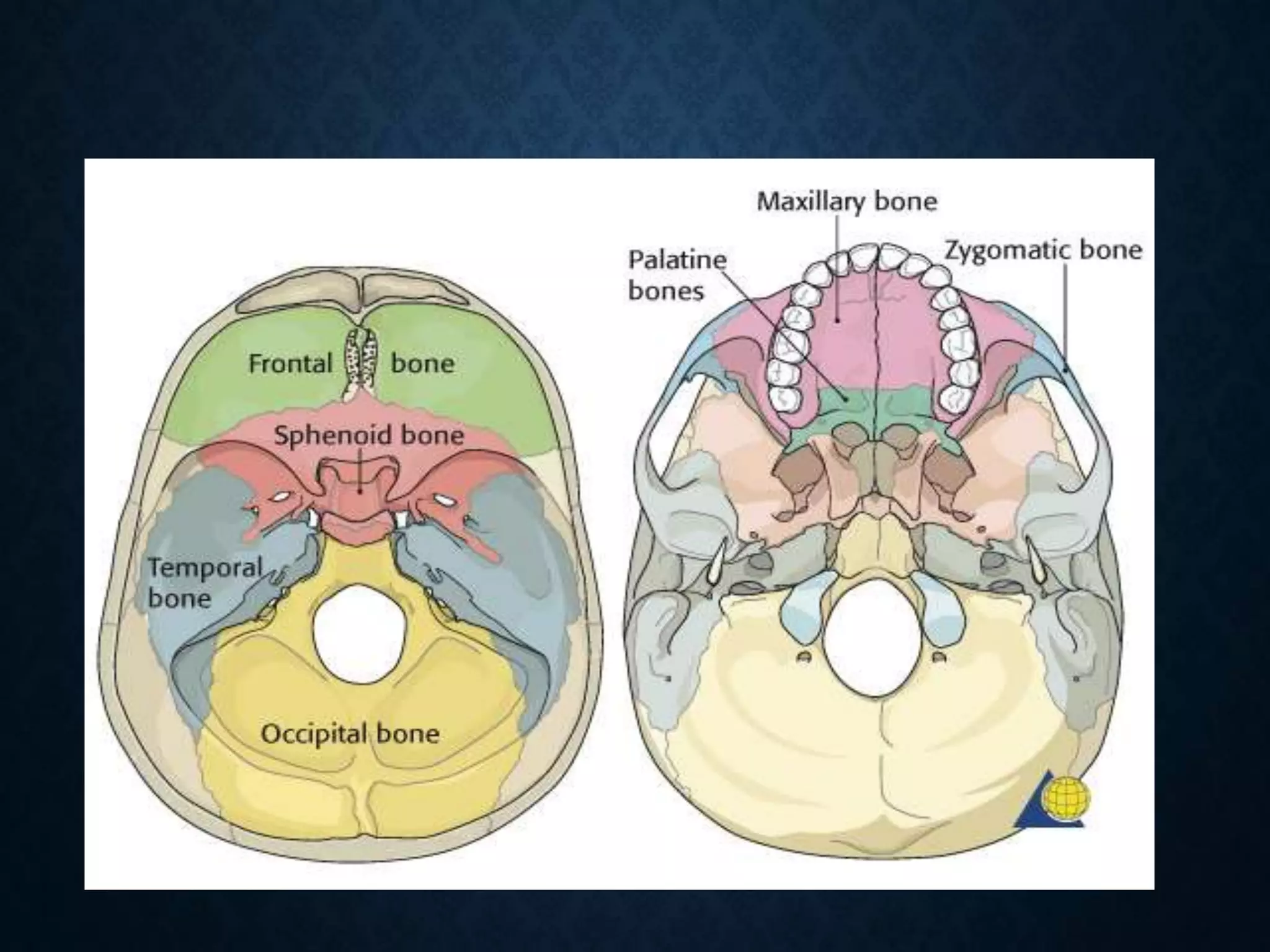 Endoscopic anatomy of lateral wall of sphenoid sinus | PPTX