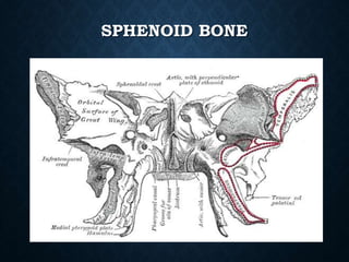 Endoscopic anatomy of lateral wall of sphenoid sinus | PPTX