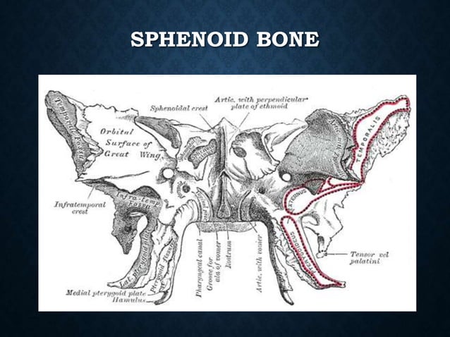 Endoscopic anatomy of lateral wall of sphenoid sinus | PPT