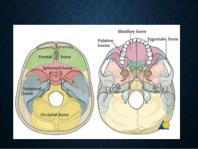 [DIAGRAM] Diagram Of Sphenoid Sinuses - WIRINGSCHEMA.COM