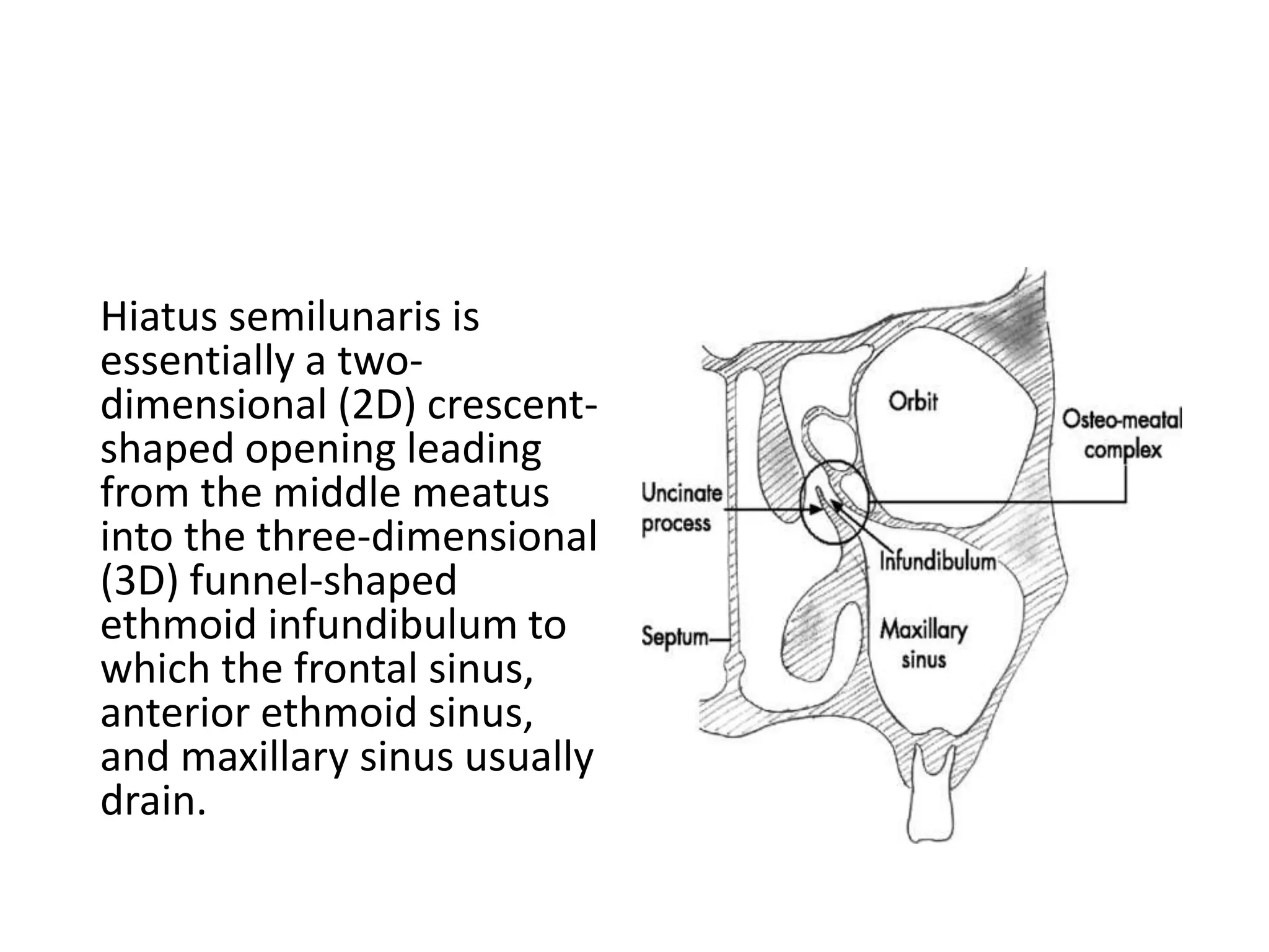 Endoscopic Endonasal Anatomy.pptx