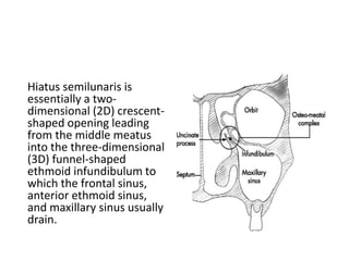 Endoscopic Endonasal Anatomy.pptx