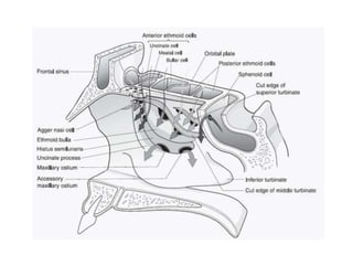 Endoscopic Endonasal Anatomy.pptx
