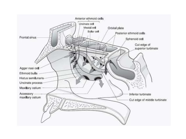 Endoscopic Endonasal Anatomy.pptx | Ear, Nose and Throat Conditions ...