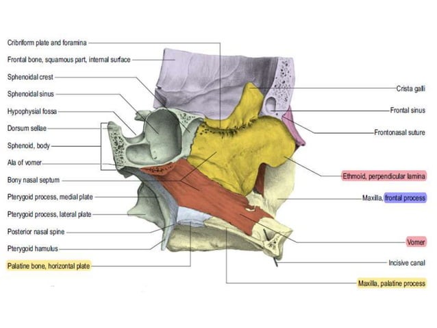 Endoscopic Endonasal Anatomy.pptx | Ear, Nose and Throat Conditions ...