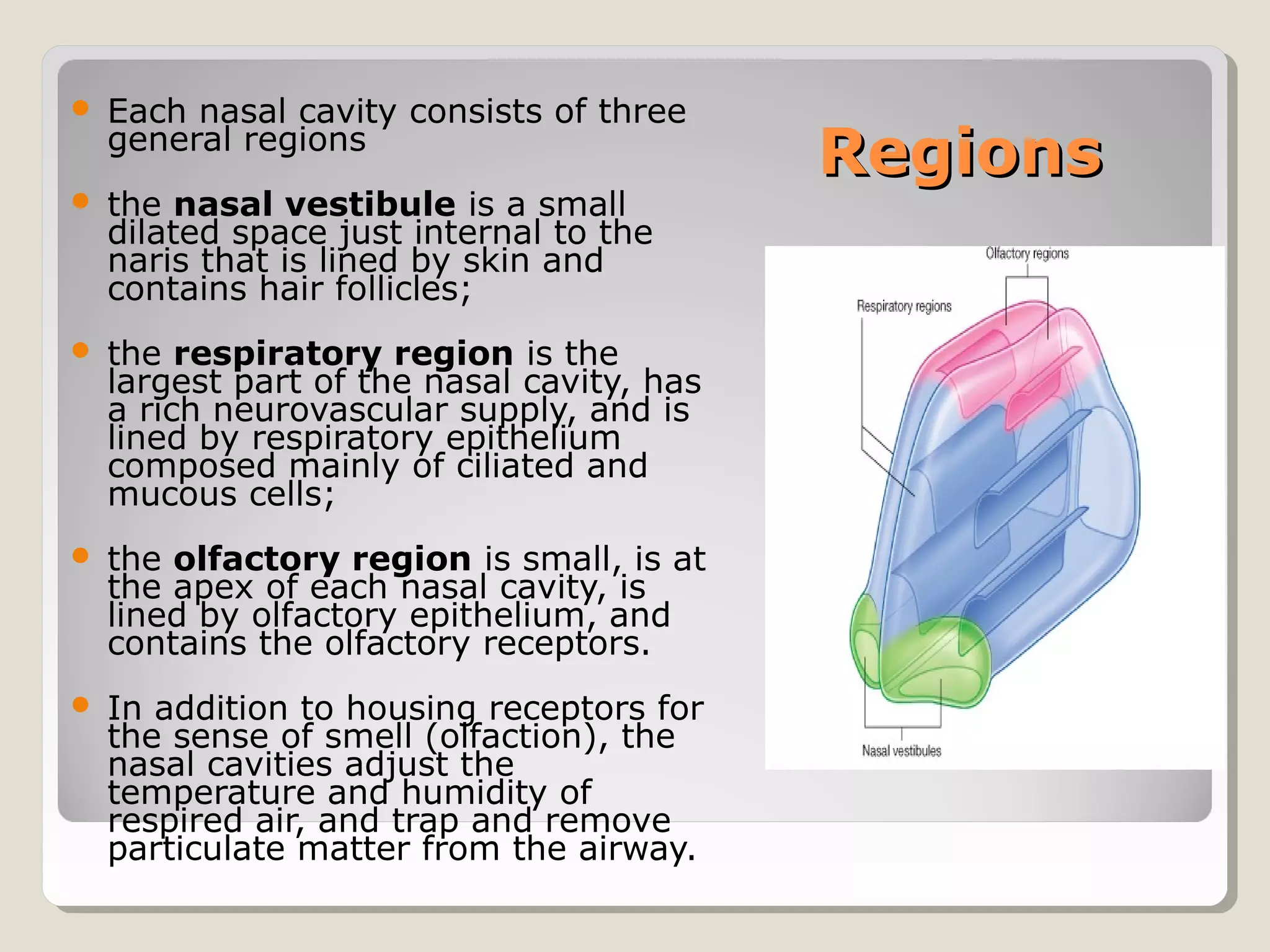 Endoscopic nasal anatomy | PPT