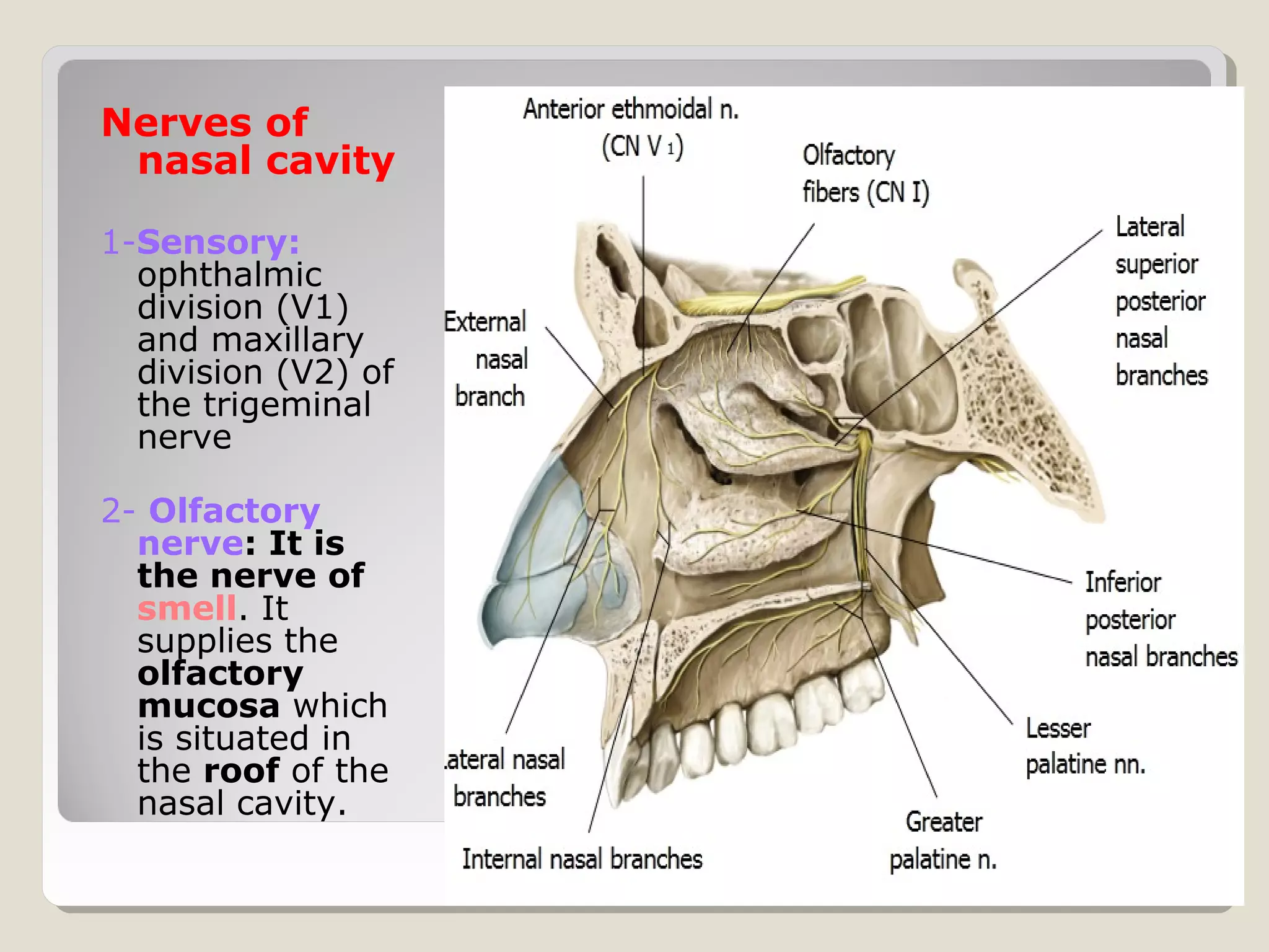 Endoscopic nasal anatomy | PPT