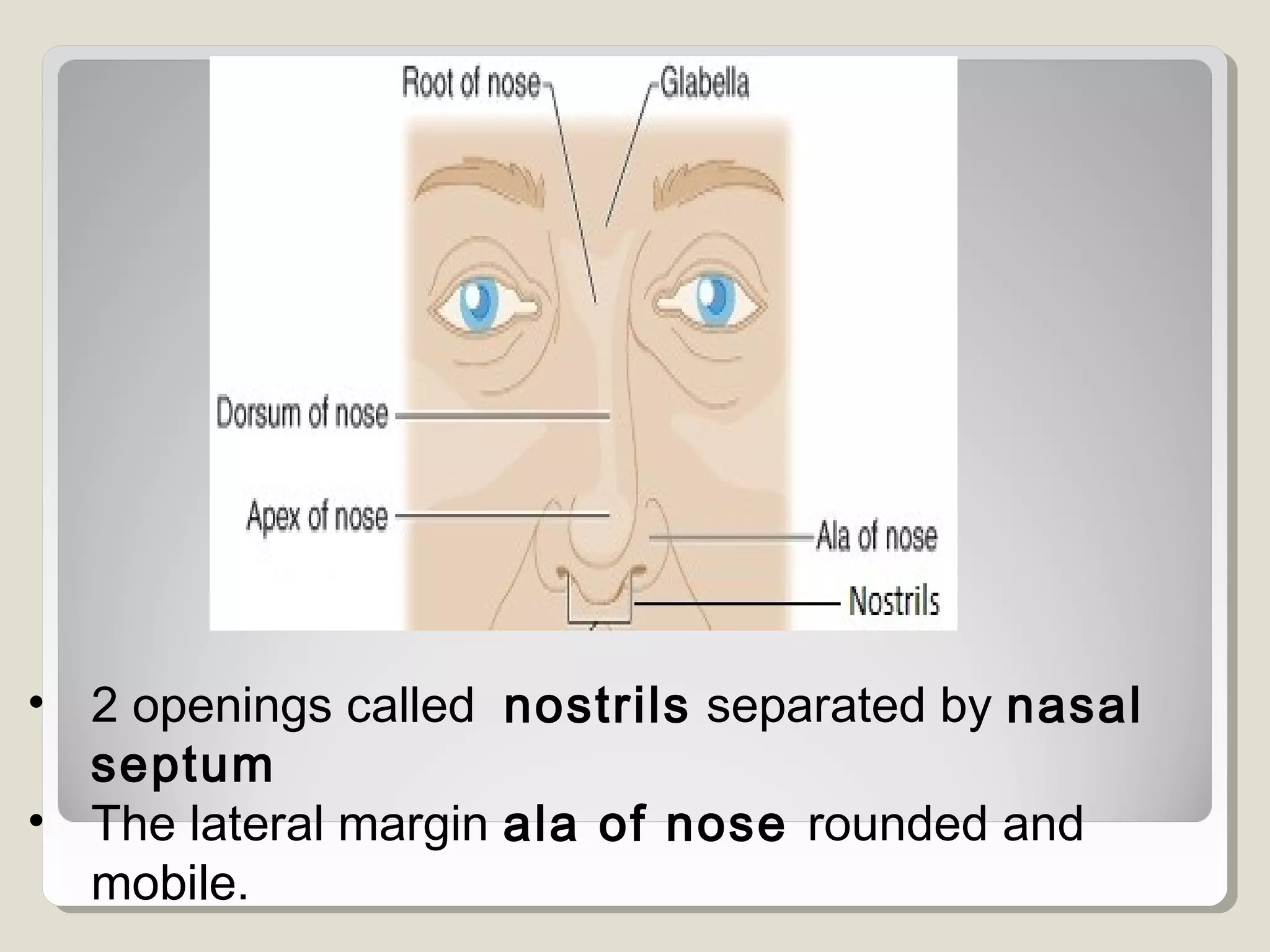 Endoscopic nasal anatomy | PPT