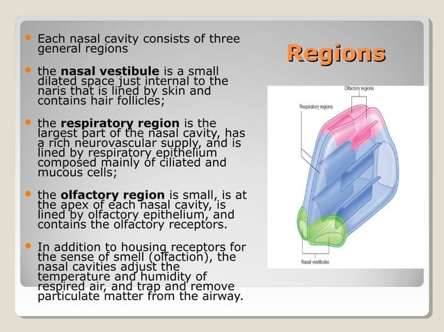 Endoscopic nasal anatomy | PPT | Ear, Nose and Throat Conditions ...