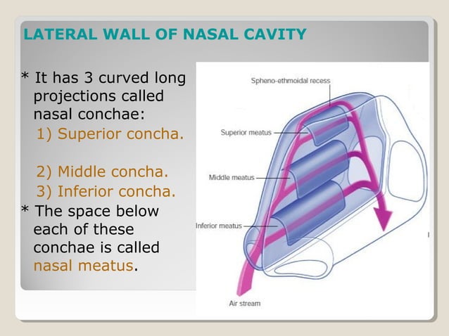 Endoscopic nasal anatomy | PPT | Ear, Nose and Throat Conditions ...