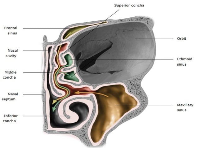 Endoscopic nasal anatomy | PPT | Ear, Nose and Throat Conditions ...