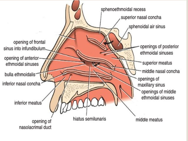 Endoscopic nasal anatomy | PPT | Ear, Nose and Throat Conditions ...