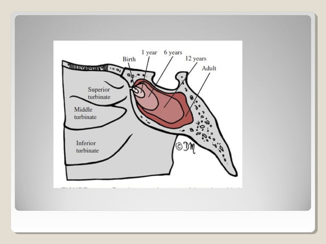 Endoscopic nasal anatomy | PPT | Ear, Nose and Throat Conditions ...