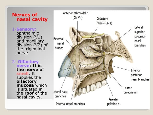 Endoscopic nasal anatomy