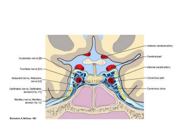 Endoscopic pituitary surgery
