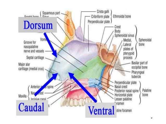 Endoscopic single handed septoplasty with batten graft for caud…