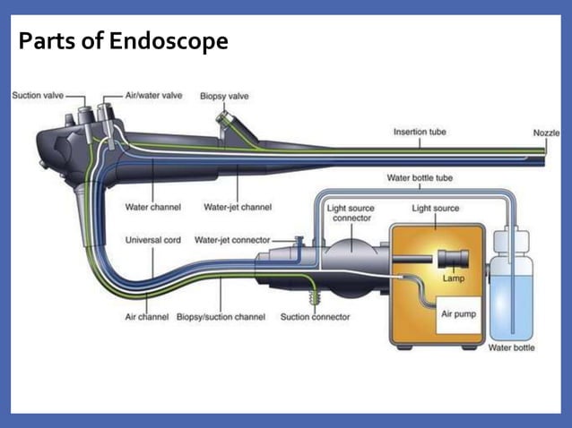 Endoscopy | PPTX | Digestive Disorders | Diseases and Conditions