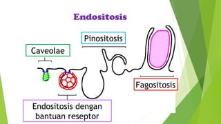 Endositosis | PPT