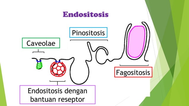 Endositosis | PPT