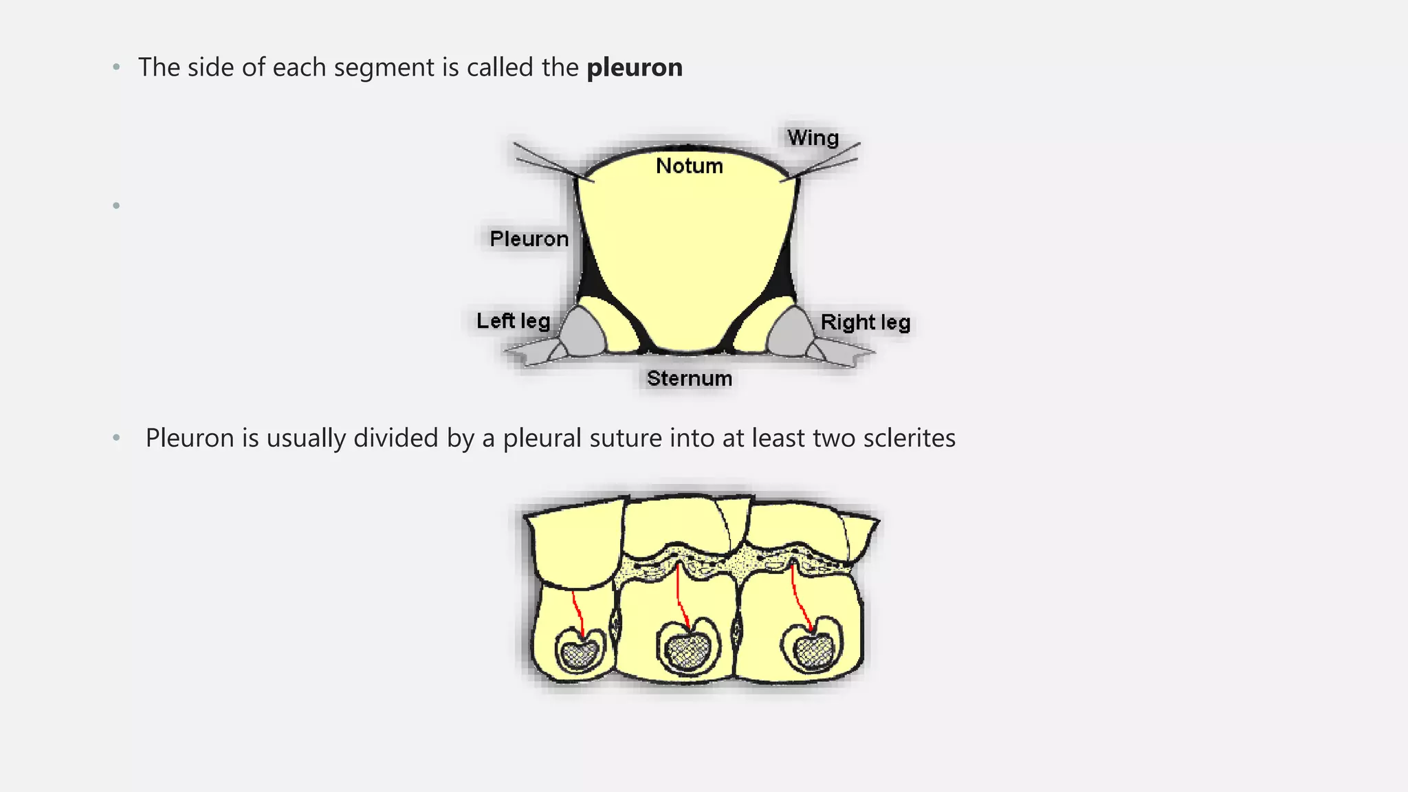 Endoskeleton of insect's thorax & abdomen | PPTX