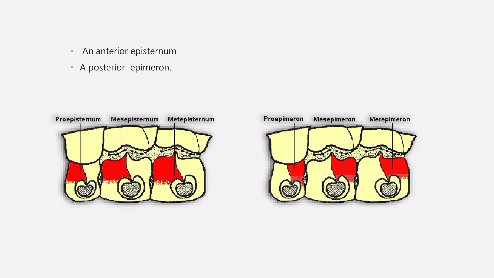 Endoskeleton of insect's thorax & abdomen | PPTX