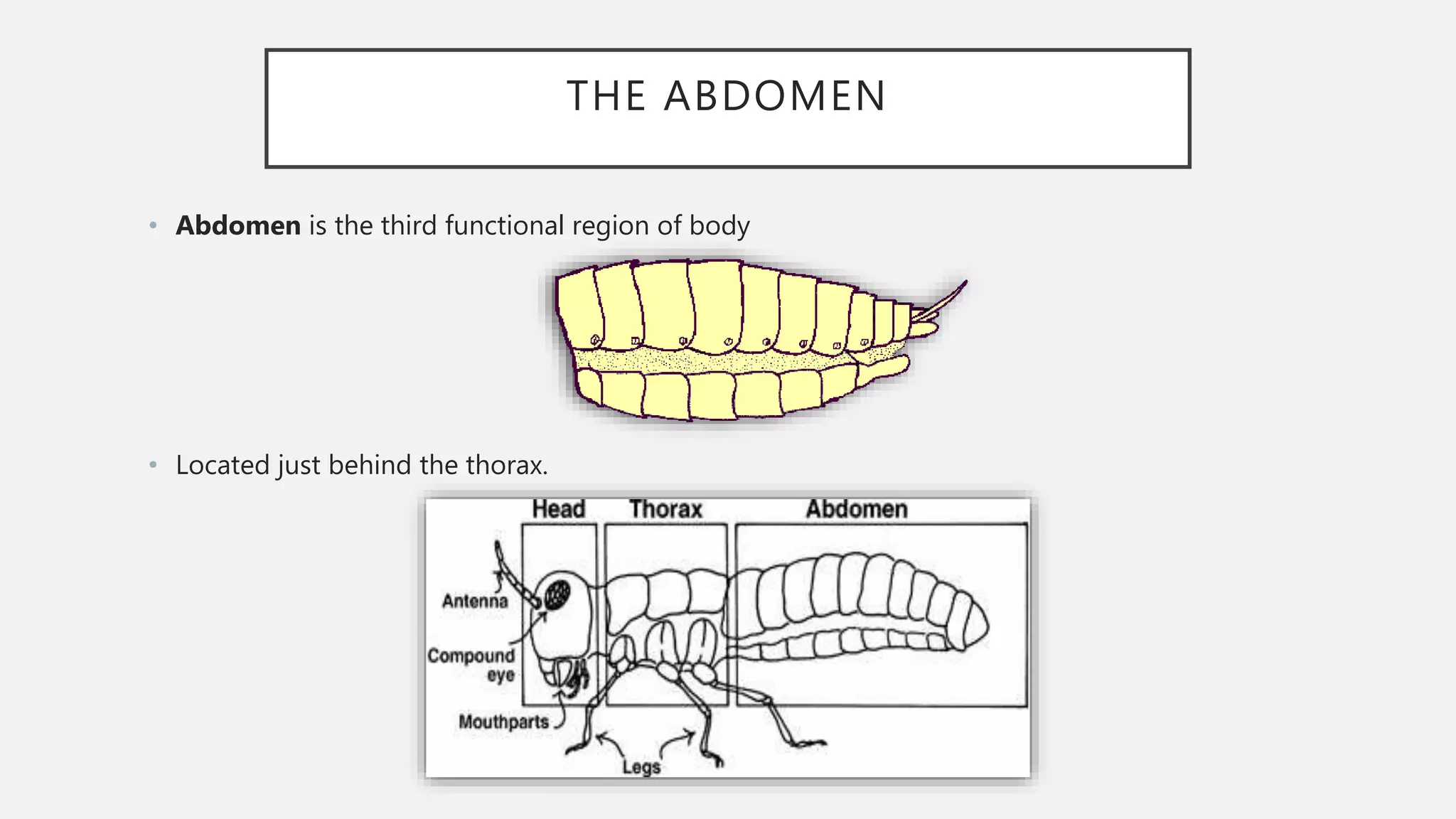 Endoskeleton of insect's thorax & abdomen | PPTX