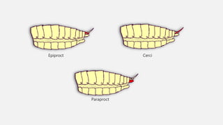 Endoskeleton of insect's thorax & abdomen | PPTX