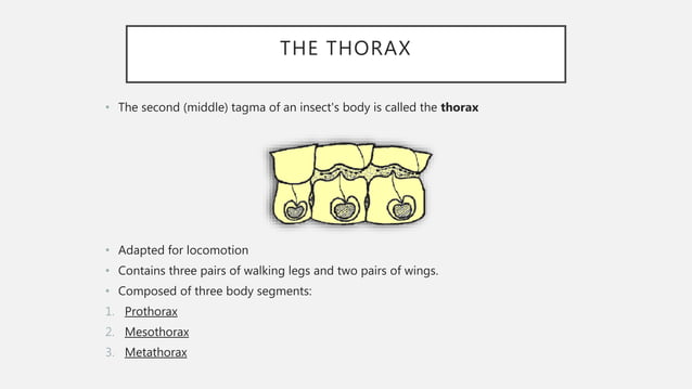 Endoskeleton of insect's thorax & abdomen | PPTX | Biological Sciences ...