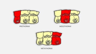 Endoskeleton of insect's thorax & abdomen | PPTX