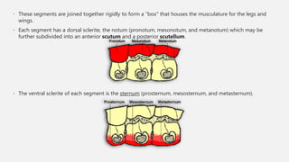 Endoskeleton of insect's thorax & abdomen | PPTX