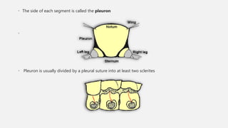 Endoskeleton of insect's thorax & abdomen | PPTX