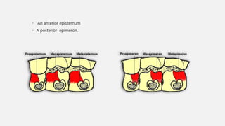 Endoskeleton of insect's thorax & abdomen | PPTX