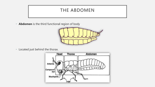 Endoskeleton of insect's thorax & abdomen | PPTX | Biological Sciences ...