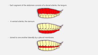 Endoskeleton of insect's thorax & abdomen | PPTX