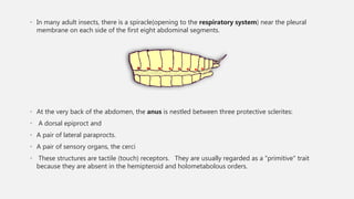 Endoskeleton of insect's thorax & abdomen | PPTX